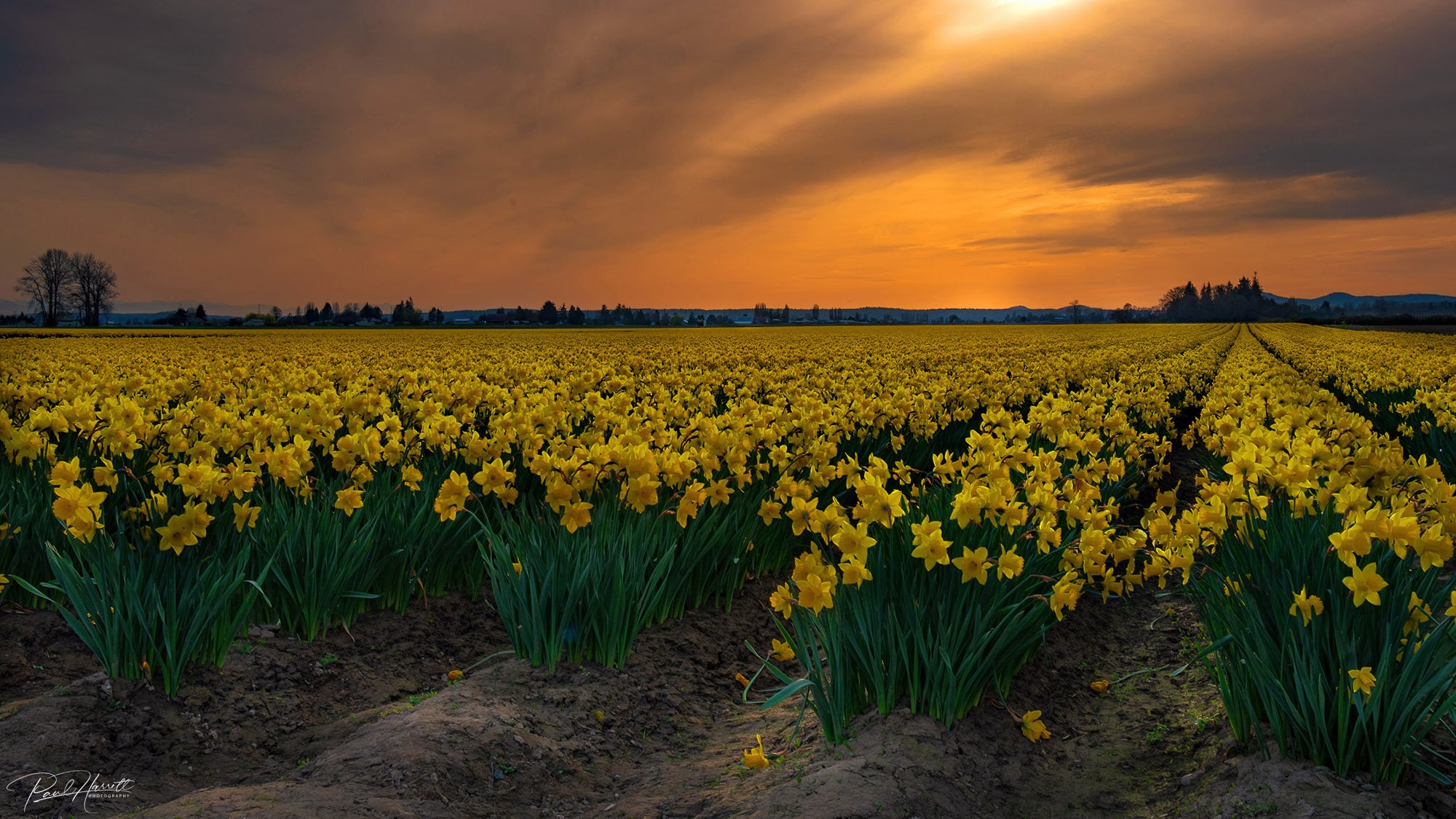 Golden Daffodils at Sunset – Skagit Valley Spring Flowers – Yellow ...