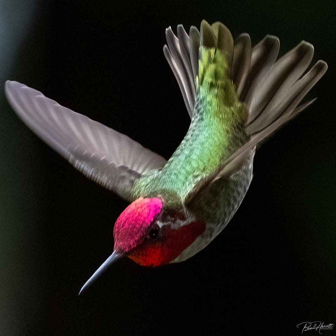 Face to Face Hummingbird Print | Anna’s Hummingbird Wall Art | Nature ...