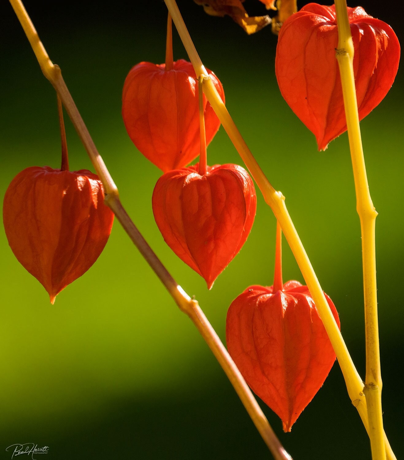 Chinese Lantern Plant - Fall -autumn - Flower Photography - Floral ...