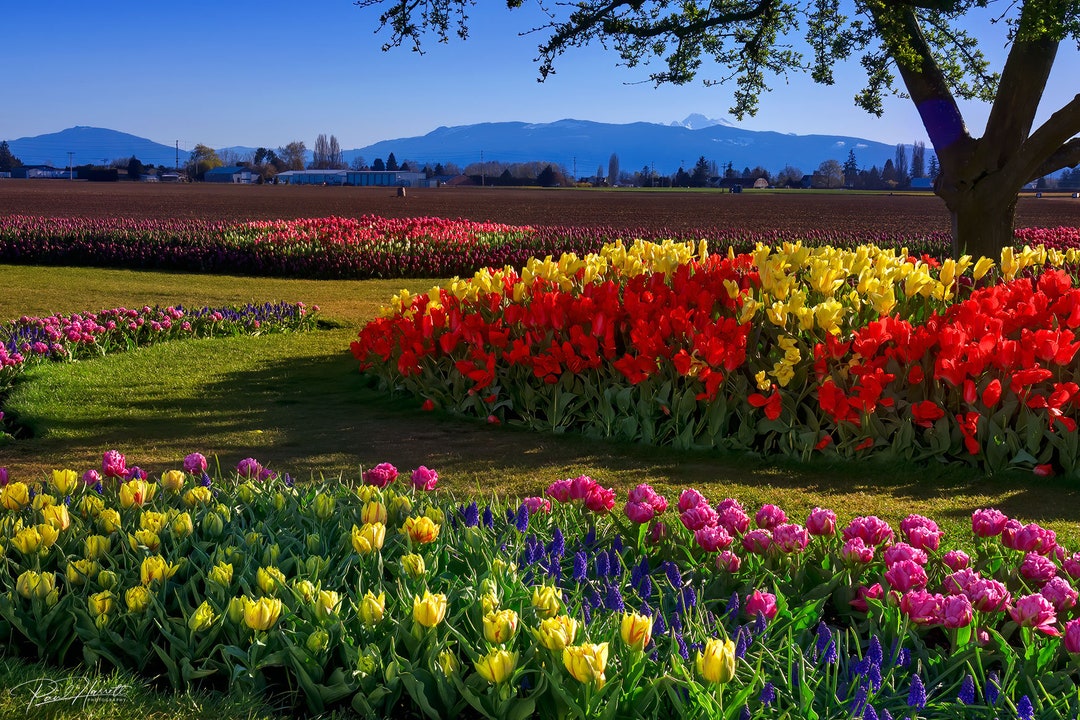Roozengaarde - Spring - Skagit Valley - Dafoldils - Tulips - Mt Vernon ...