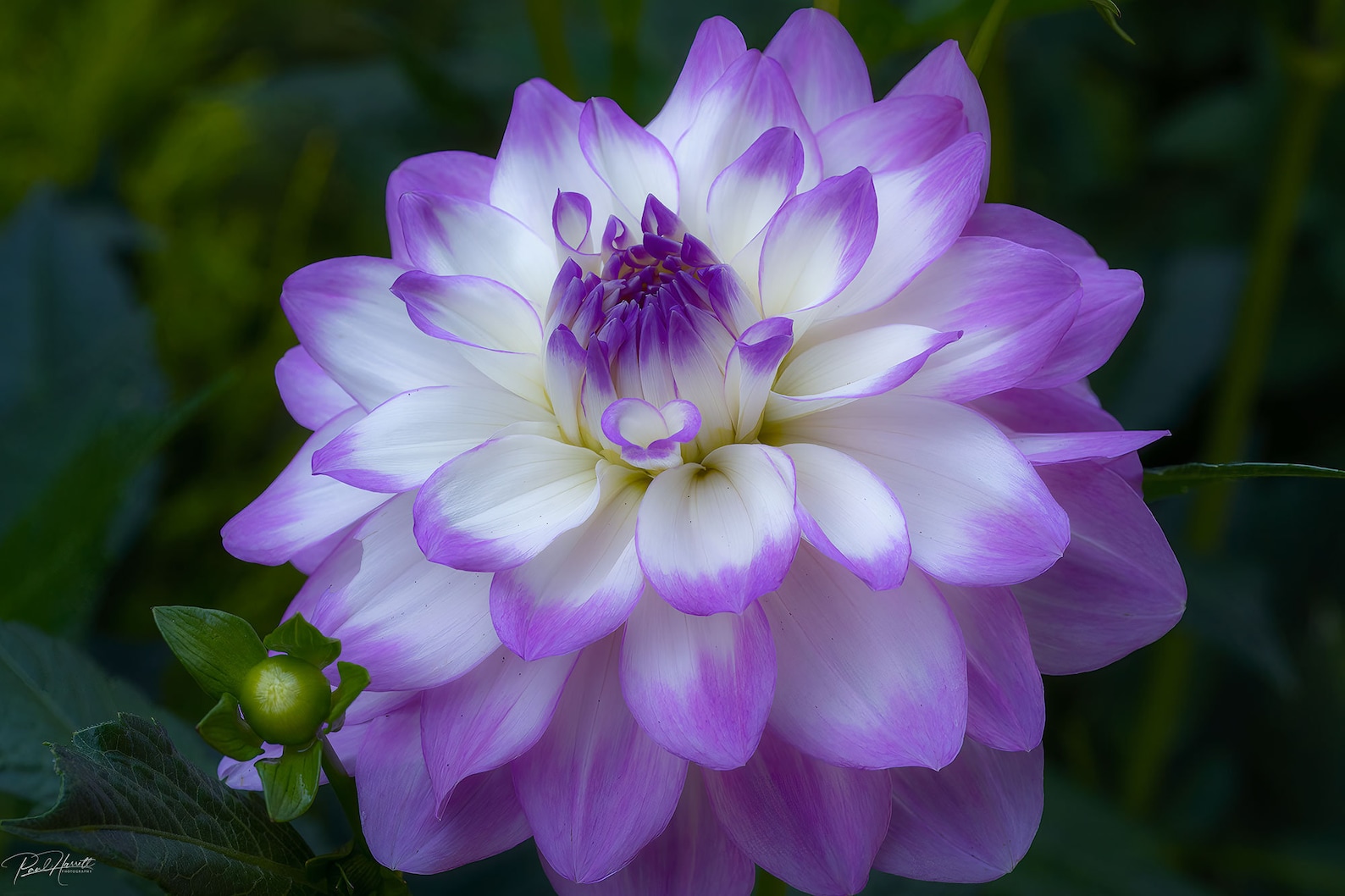 Dahlia Gem - Flower Prints - Flower Photography - Floral Decor ...