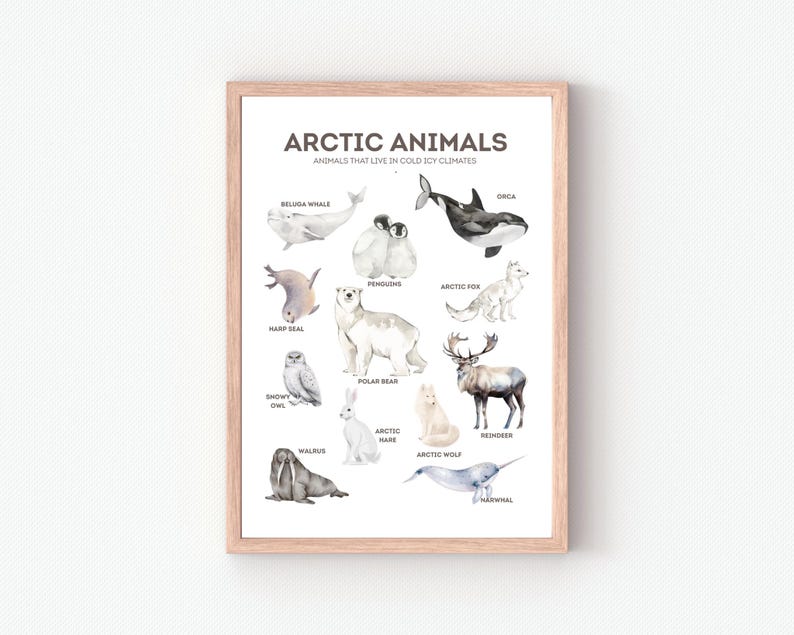 Arctic Animals Educational Poster: Kids Classroom Decor (digital ...