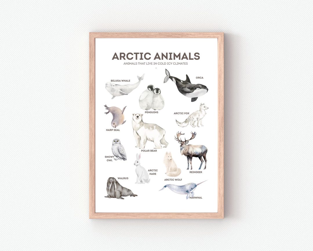 Arctic Animals Educational Poster: Kids Classroom Decor (digital ...