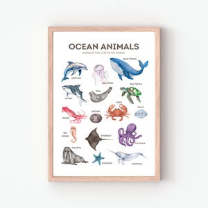 Ocean Animals Educational Poster: Sea Life Classroom Decor (digital ...