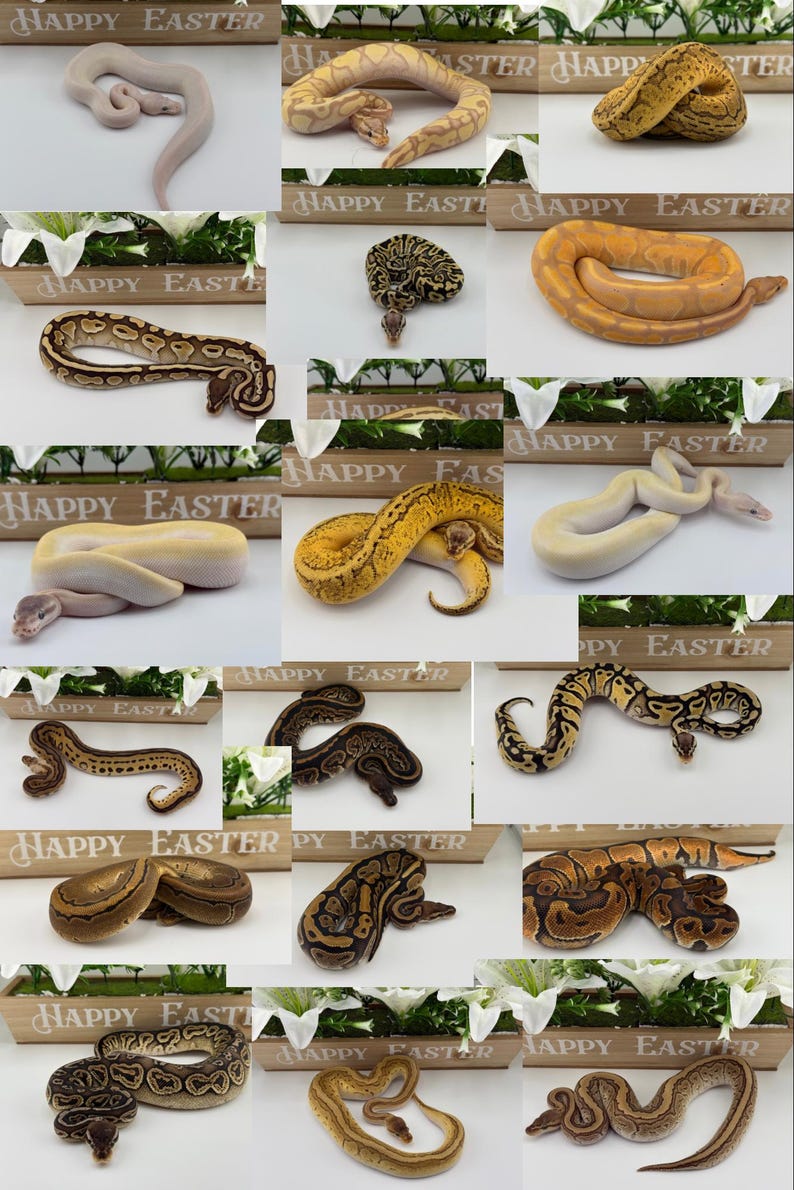 Ball Python Collage Digital Print - Etsy