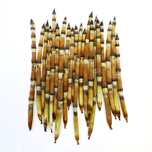 Dried Reeds - Etsy