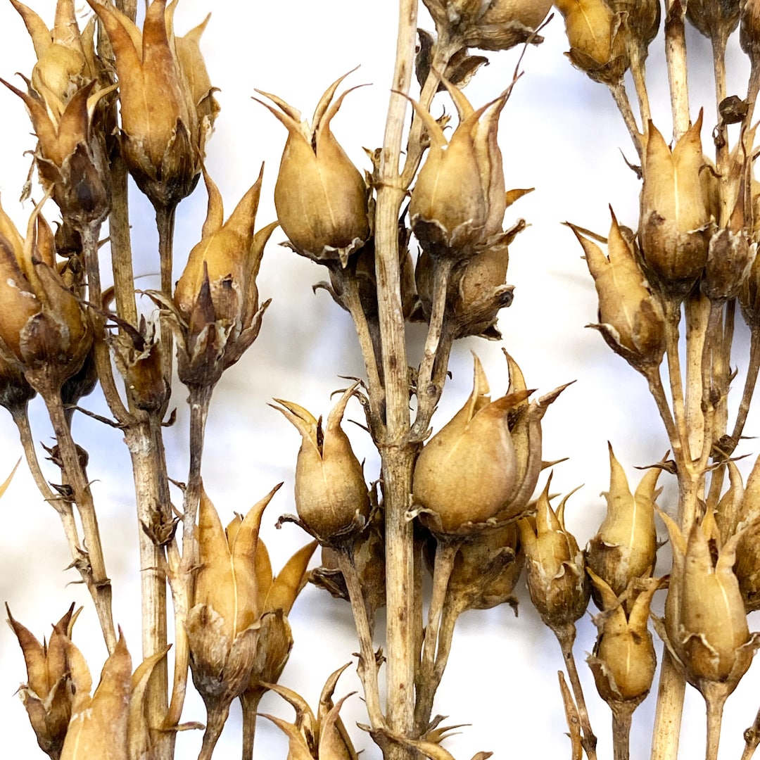 8 Penstemon Seed Pod Stalks - Natural Materials - Floral Supplies ...