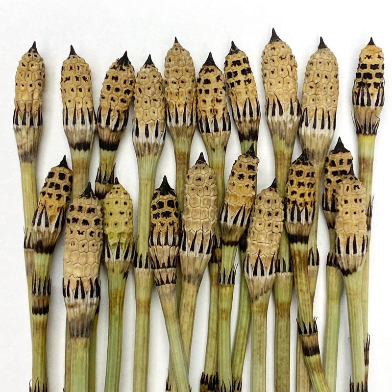 Horsetail Plant - Etsy
