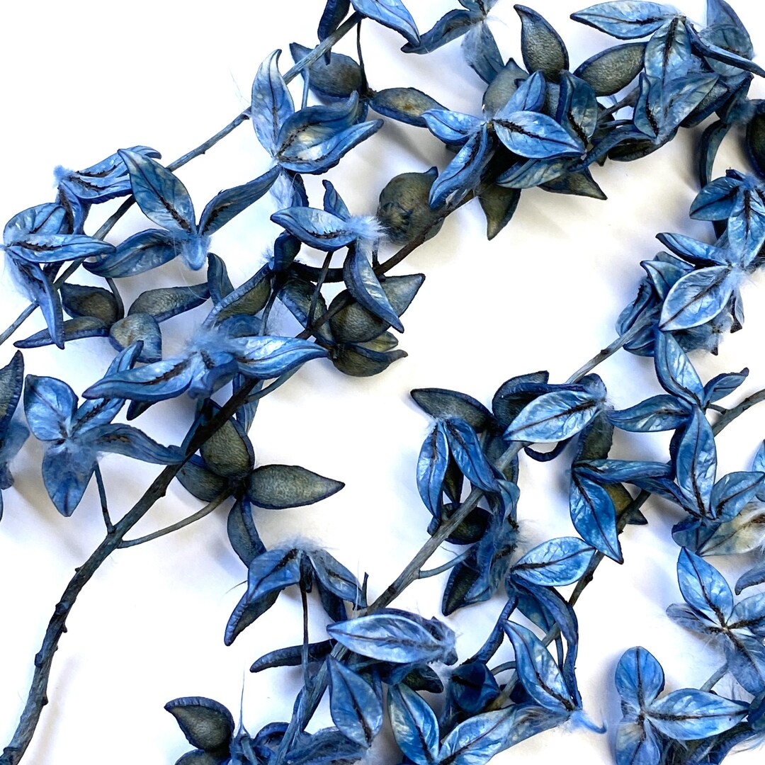 6 Sky Blue Cottonwood Tree Seed Pod Clusters - Art Supply - Home Decor ...