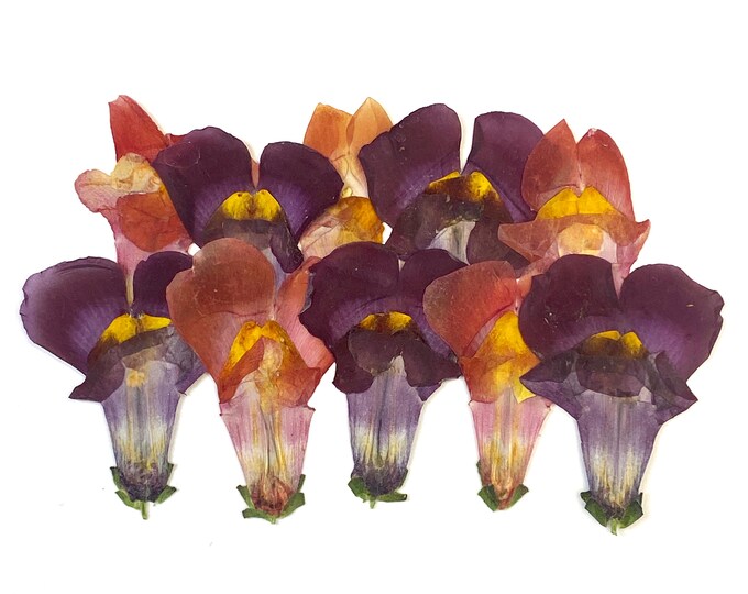 10 Beautiful Pressed Snapdragon Flowers - Art Supplies - Floral ...