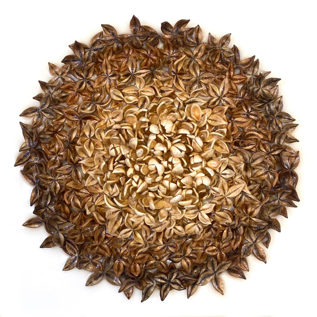 REAL ART - Seed Pod Art by Adrienne Deloe - Handmade - Original Art - Etsy