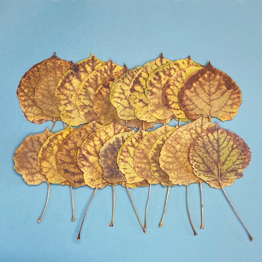 20 Fall Aspen Leves - Great for Arts and Crafts - Collage - Leaf Art ...