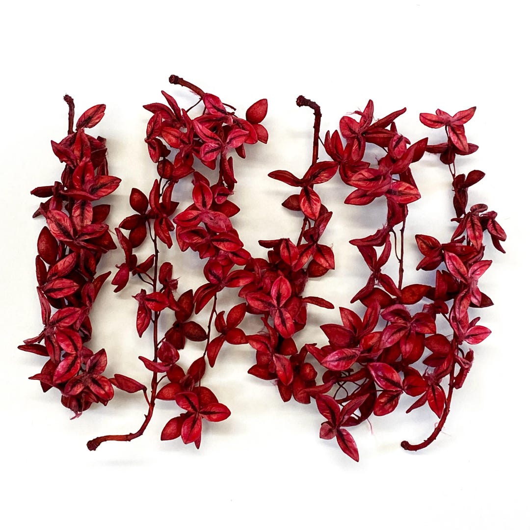 6 Bright Red Cottonwood Tree Seed Pod Clusters - Art Supply - Home ...