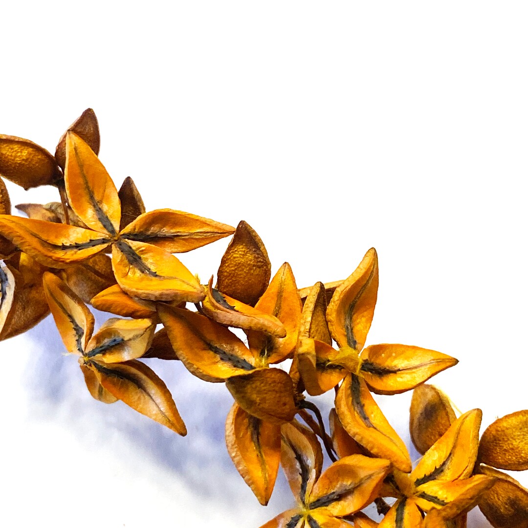 Orange Cottonwood Tree Seed Pods - Nature - Art Supply - Craft Supply ...