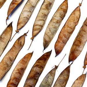 Locust Tree Seed Pods - Unique Seed Pods - Desert Seed Pods - Art ...