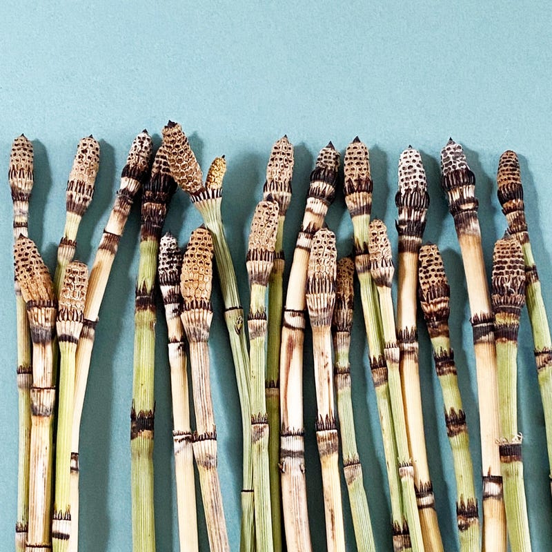 Horsetail Reed - Etsy