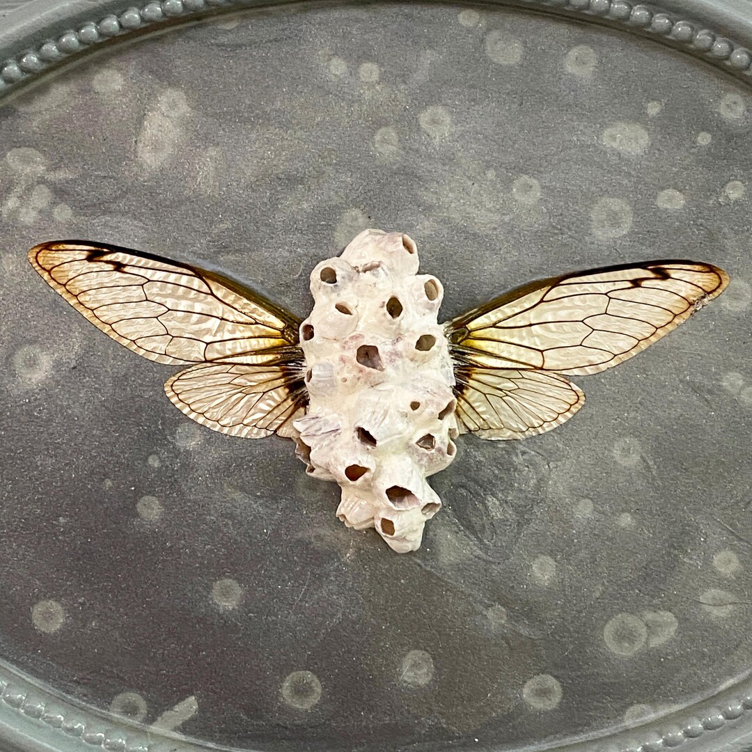 REAL ART - Original Artwork by Adrienne Deloe - Insect Art - Berries ...