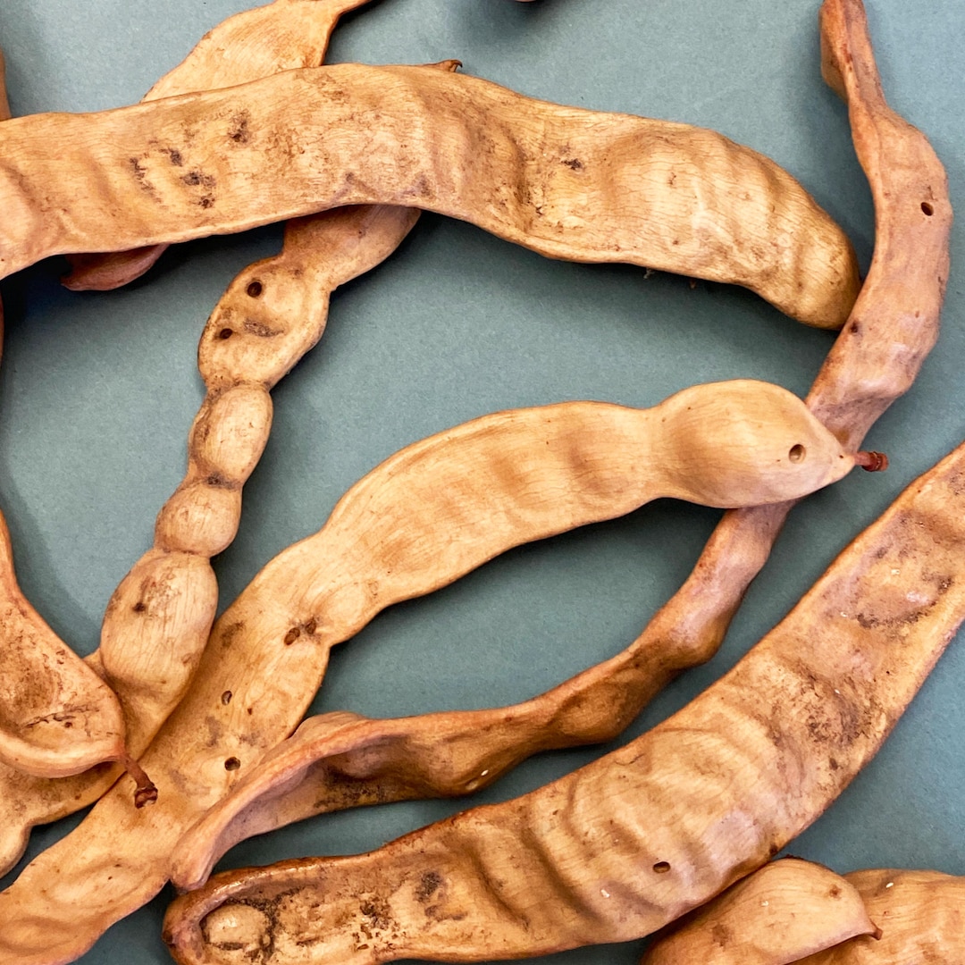 10 Strange and Unusual Seed Pods - Large Seed Pods - Art Supplies ...