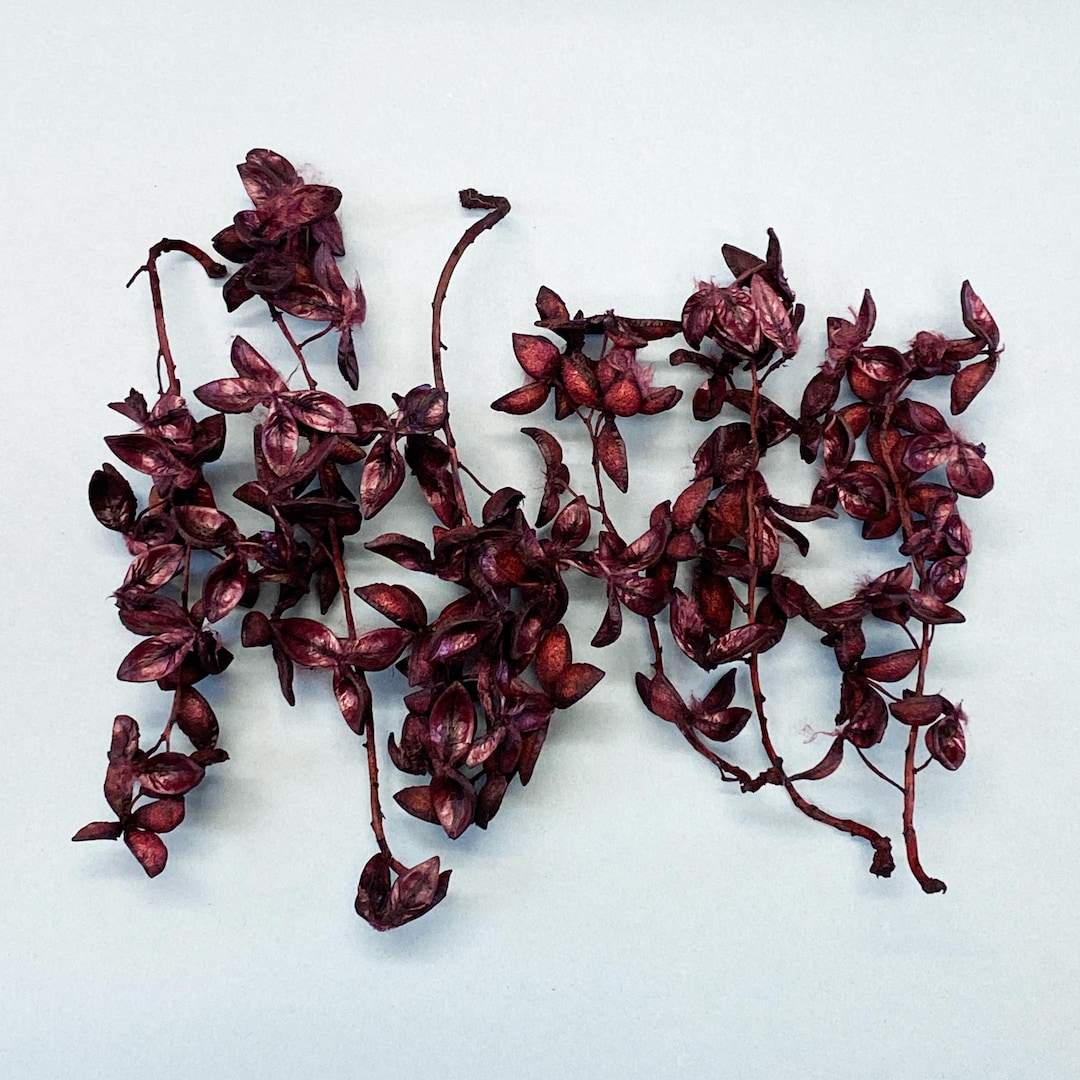 6 Maroon Cottonwood Tree Seed Pod Clusters - Art Supply - Home Decor ...