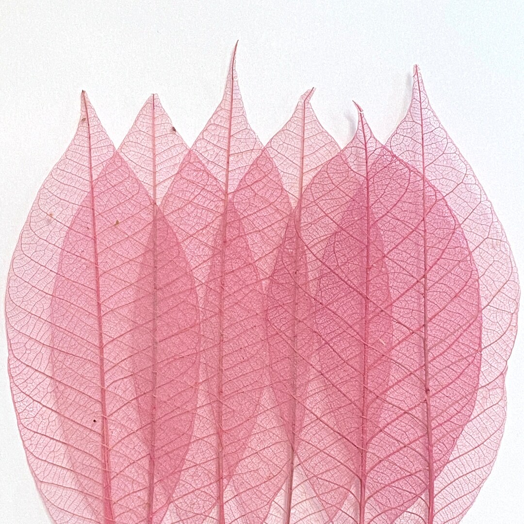 12 Pink Colored Leaf Skeletons - Great for Art and Craft - Etsy