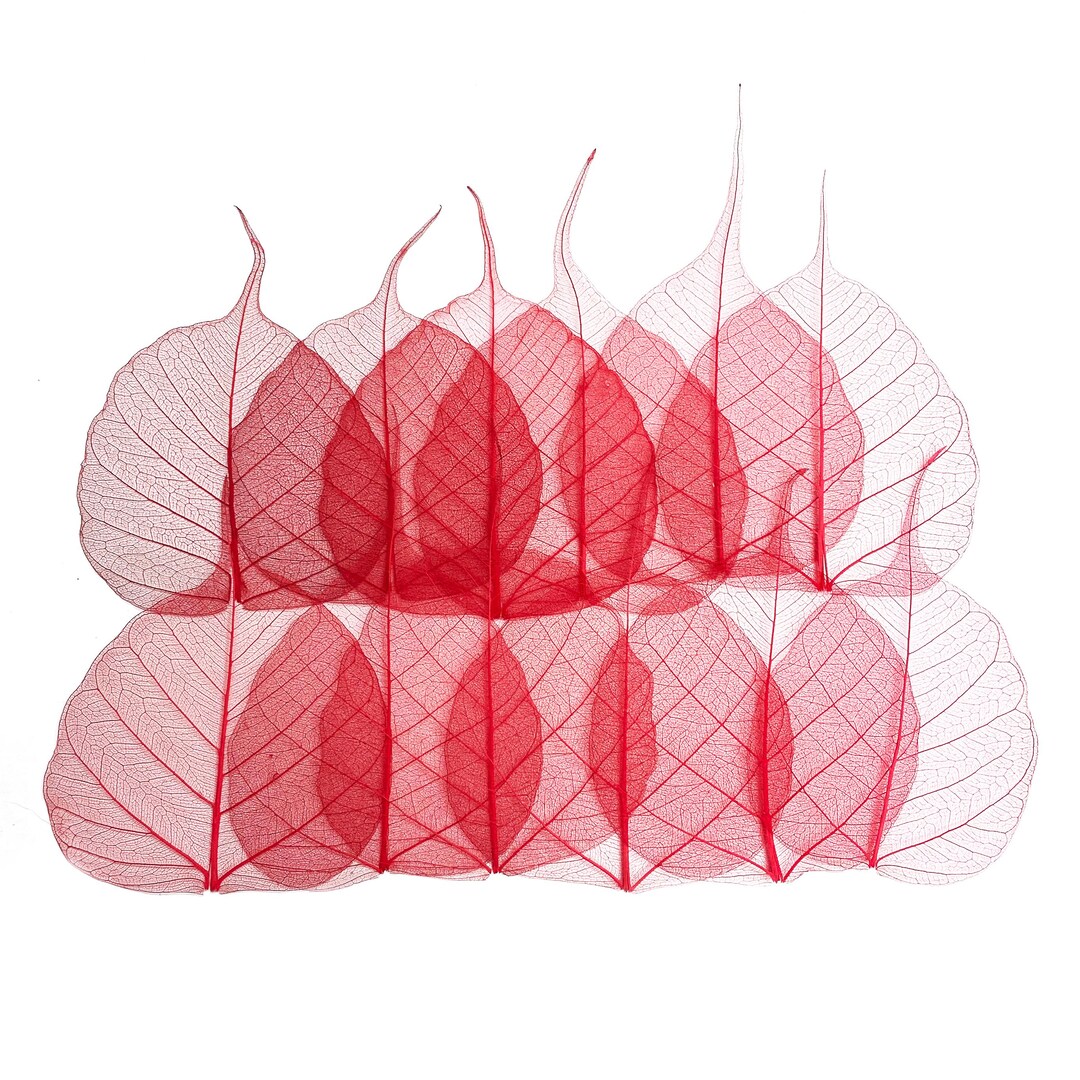 12 Bright Red Colored Leaf Skeletons - Great for Art and Craft - Dyed ...