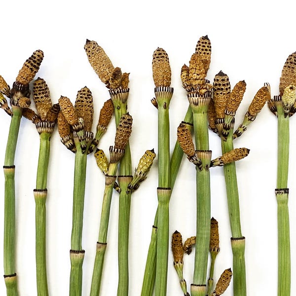 Dried Reeds - Etsy