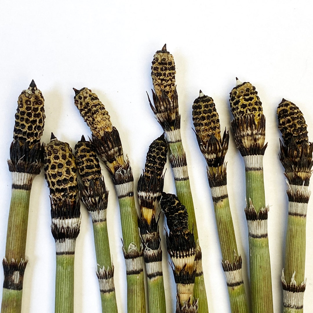 Horsetail Reeds Natural Materials Craft Supplies Art Supplies Dried ...