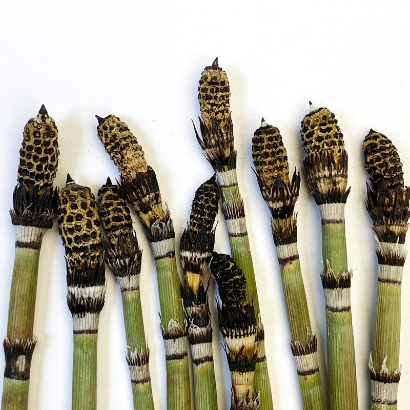 Horsetail Reed - Etsy