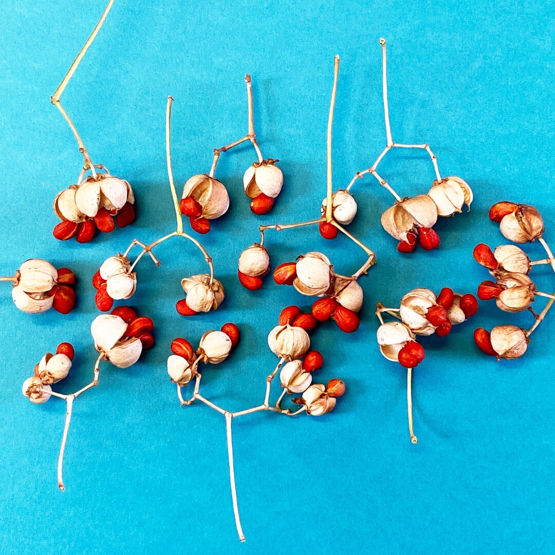 Stunning Burning Bush Seed Pods - Natural Material - Dried Seed Pods ...