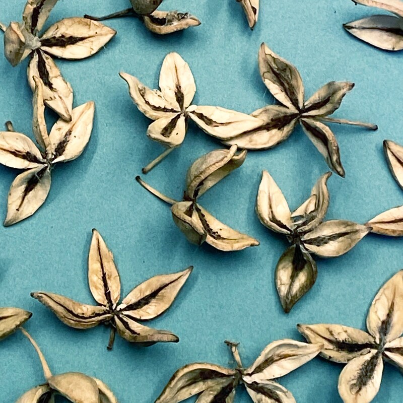 Tree Seed Pods - Etsy