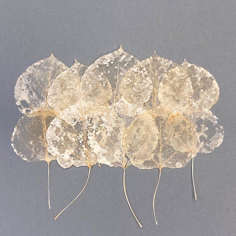 Skeleton Leaf Art - Etsy