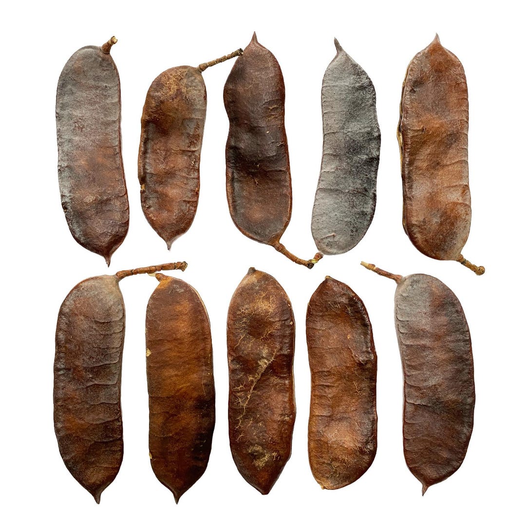 6 Beautiful Kentucky Coffee Tree Seed Pods - Purple/brown - Art Supply ...