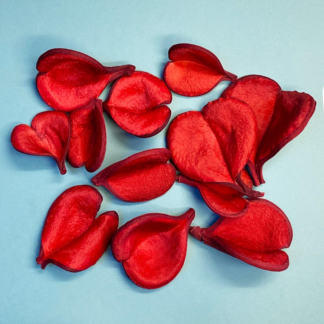 12 Bright Red Heart Shaped Seed Pods - Elephant's Ear - Art Supply ...