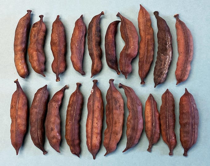 20 Small Dark Brown Seed Pods - Unique Seed Pods - Desert Seed Pods ...