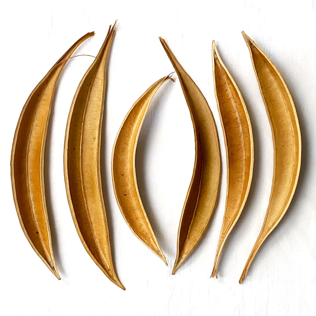 12 Trumpet Vine Seed Pods Art Supply Craft Supply Natural Materials - Etsy