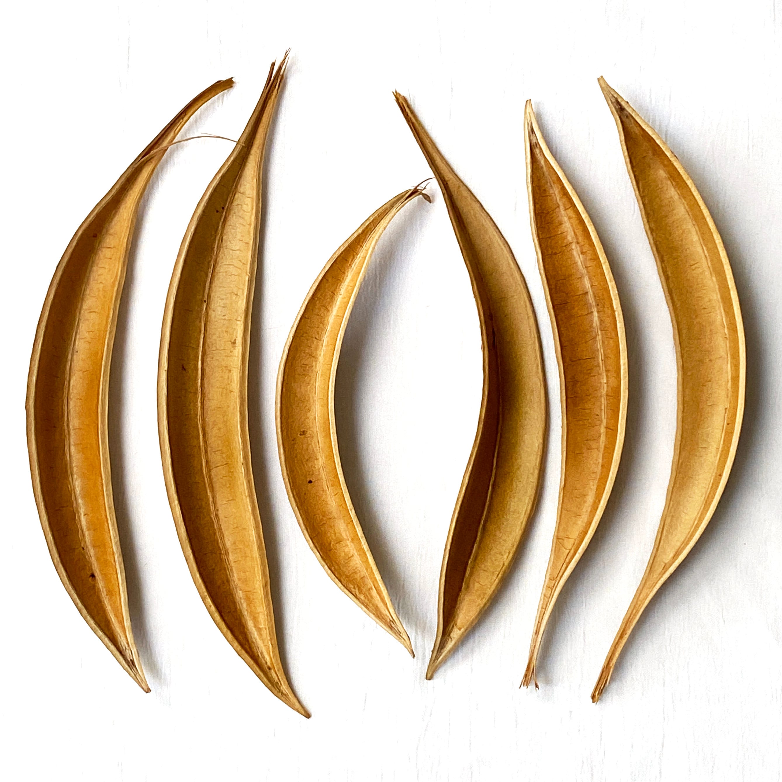 12 Trumpet Vine Seed Pods Art Supply Craft Supply Natural Materials - Etsy