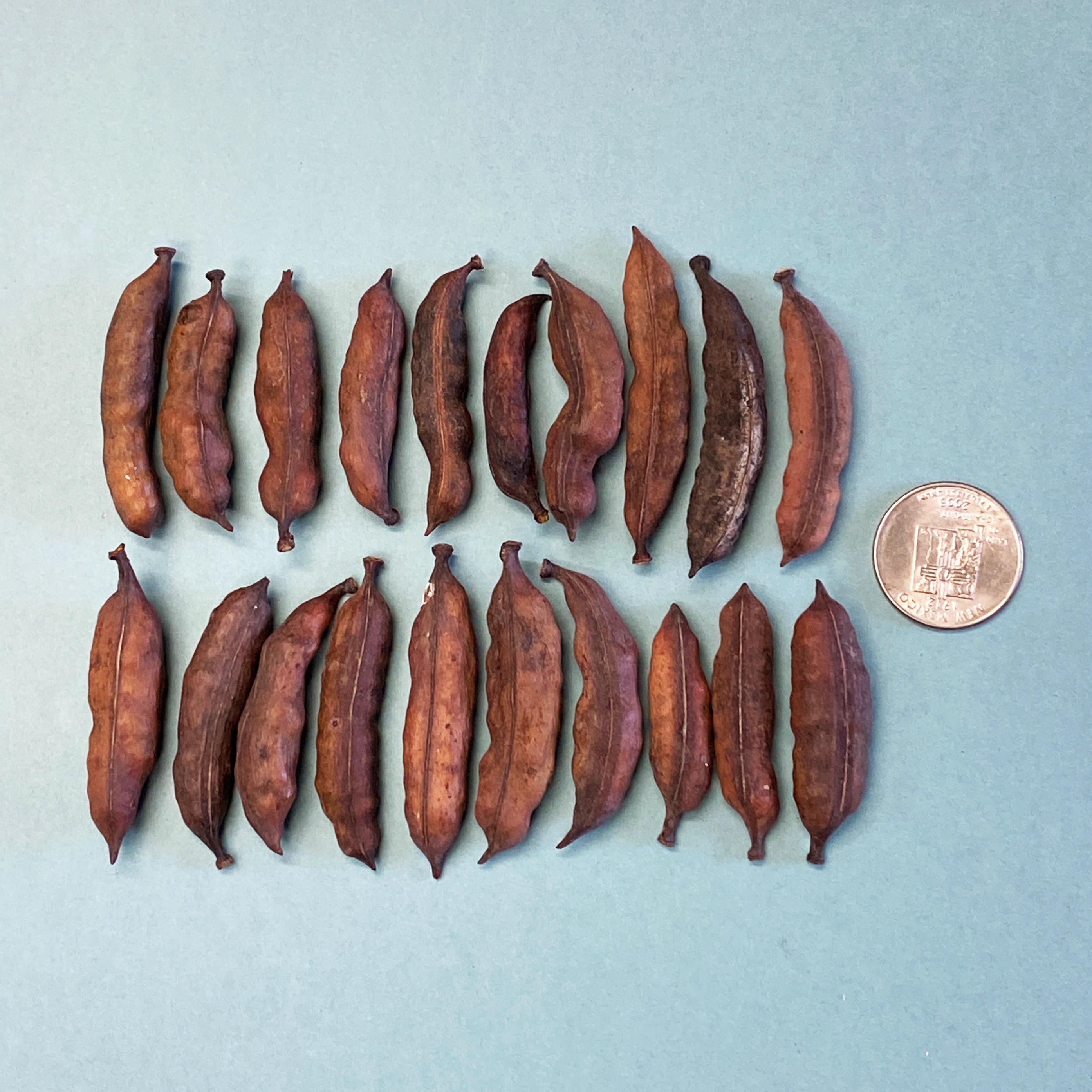 20 Small Dark Brown Seed Pods - Unique Seed Pods - Desert Seed Pods ...