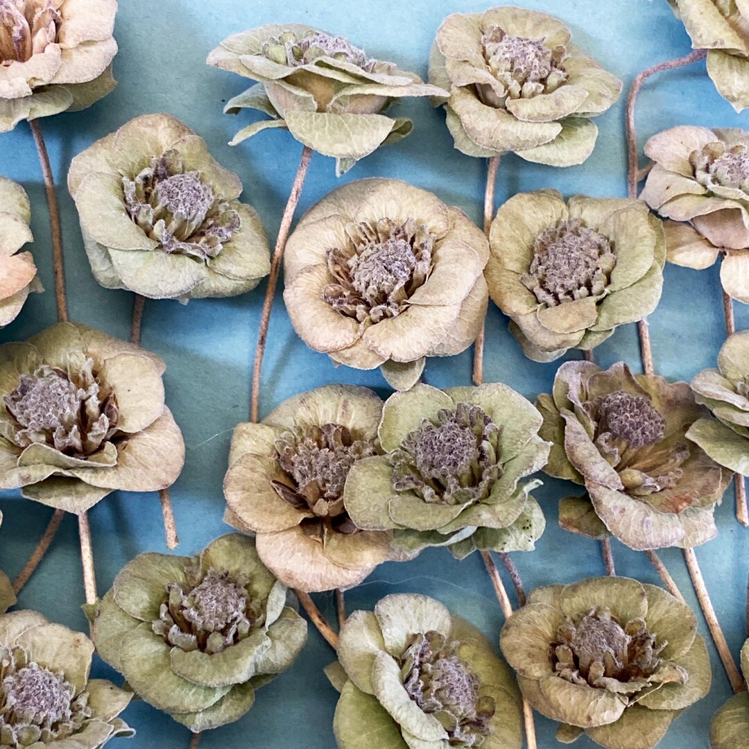 Dried Chocolate Flower Seed Pods - Natural Material - Art Supplies ...