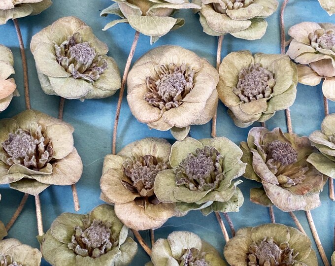 Dried Chocolate Flower Seed Pods - Natural Material - Art Supplies ...