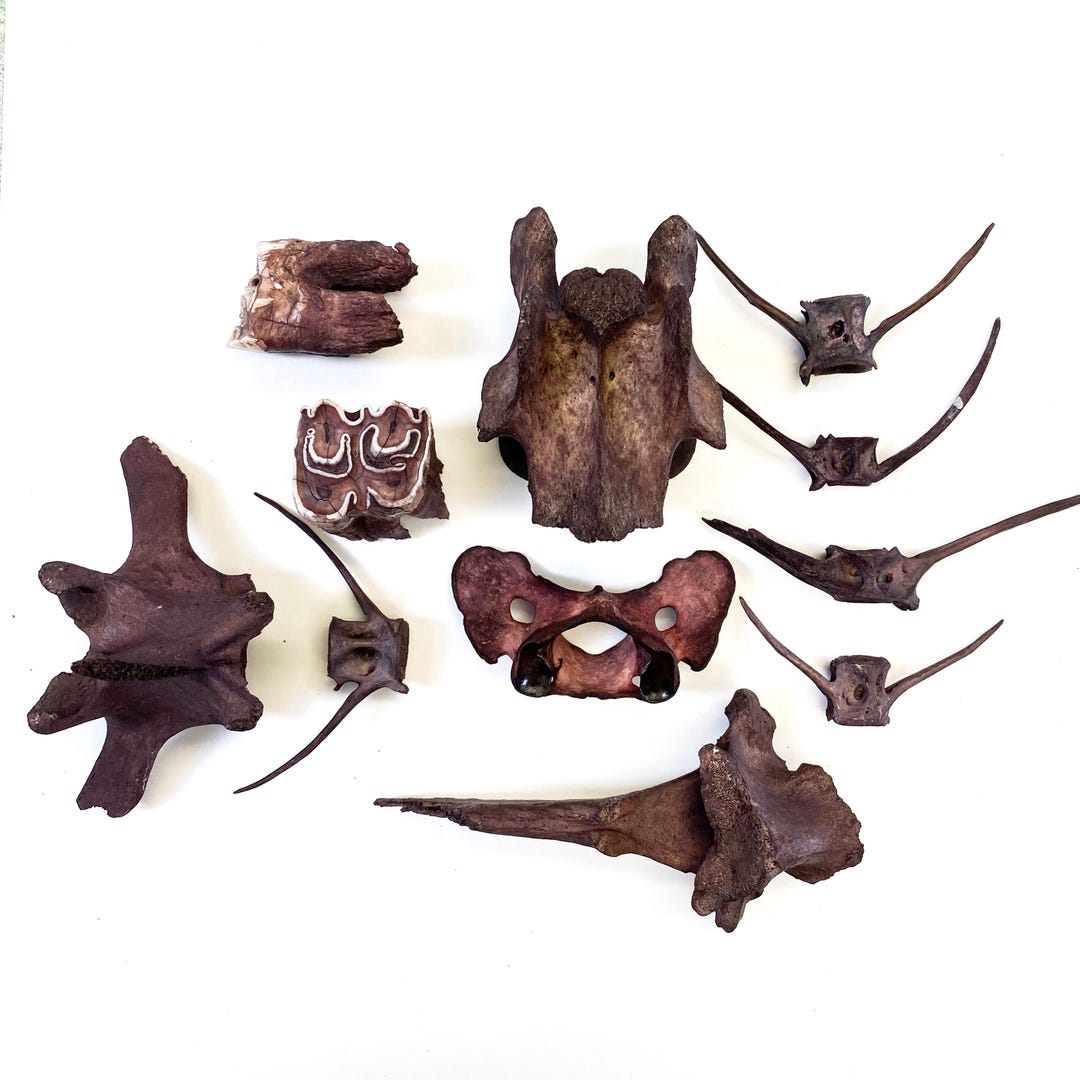 Dark Bones Set of 11 Real Blue Vertebrae Bones Oddities Art Supplies ...