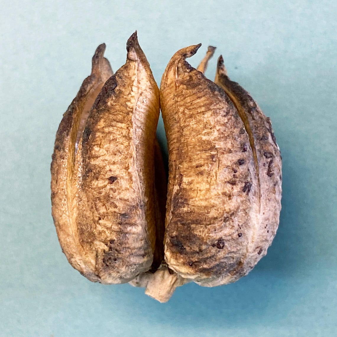 20 Beautiful Red Yucca Seed Pods - Unique Seed Pods - Desert Seed Pods ...