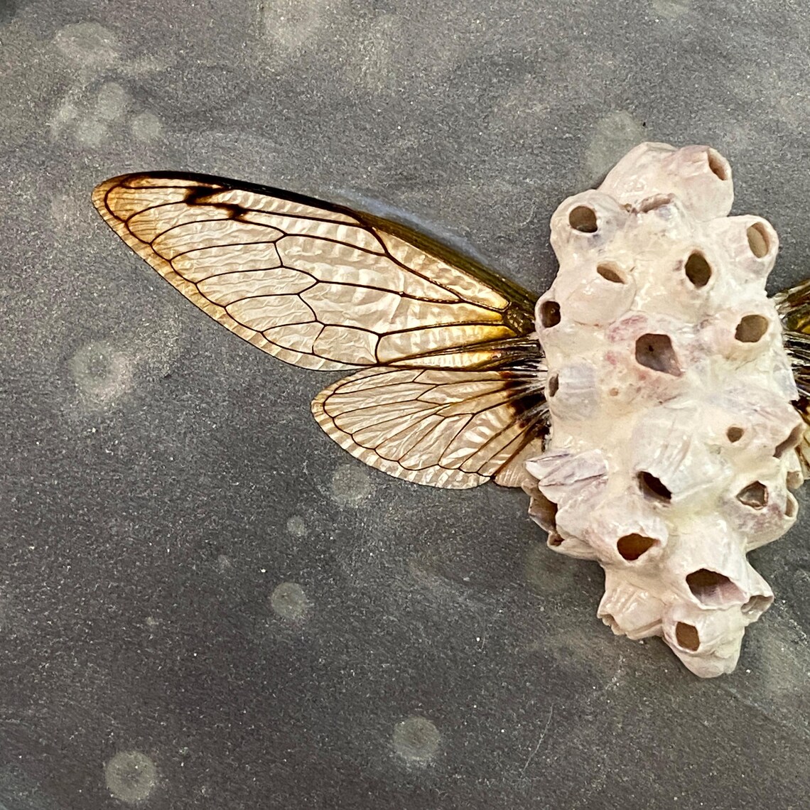 REAL ART - Original Artwork by Adrienne Deloe - Insect Art - Berries ...
