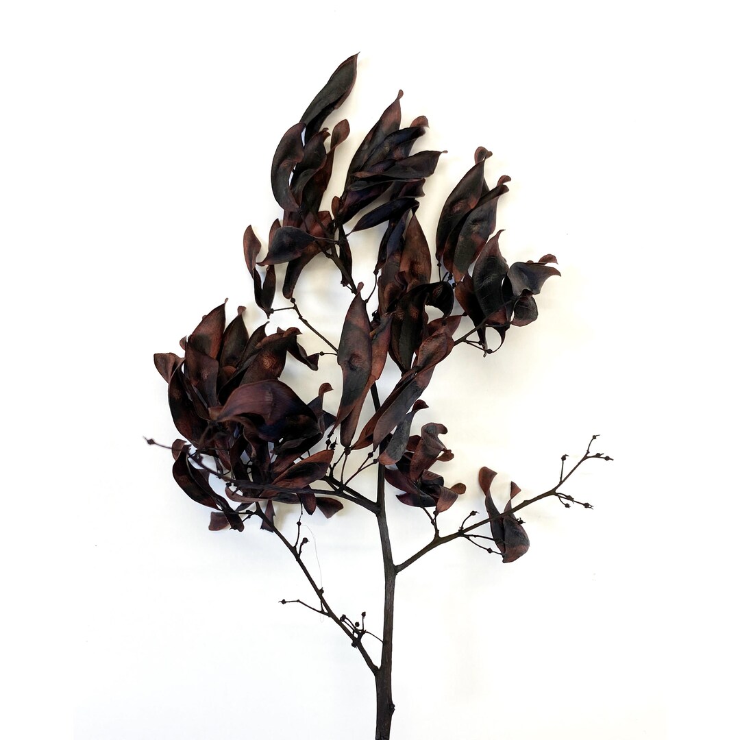 Darkest Maroon Tree of Heaven Seed Pod Cluster - Art Supply - Home ...