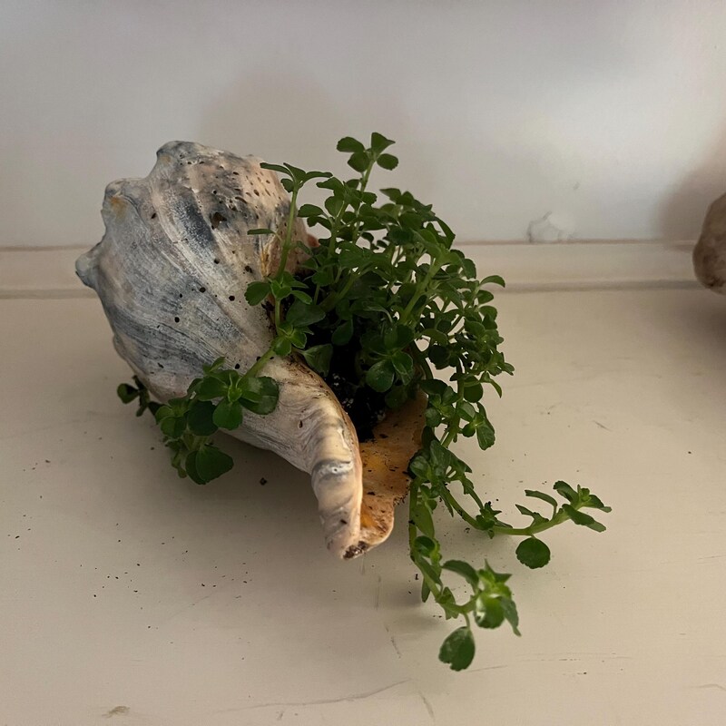 Conch Shell Planter - Etsy
