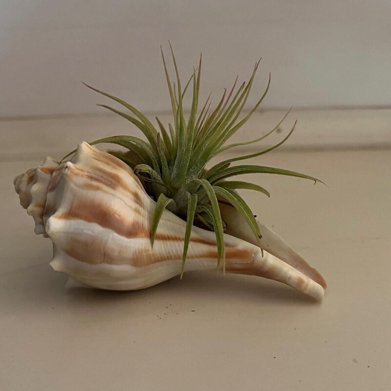 Conch Shell Planter - Etsy