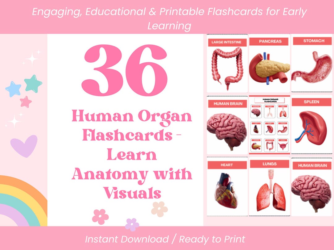 Printable 36 Human Organs Flashcards for Kids – Anatomy Learning Cards ...