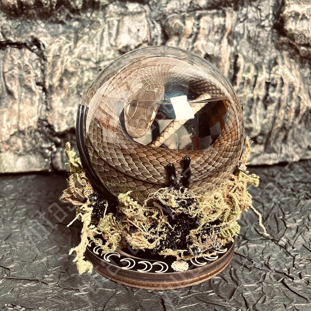 Real Snake Wet Specimen, Preserved Green Tree Snake in Original Liquid ...