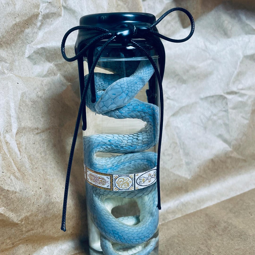 Real Snake Wet Specimen, Angel Blue Lake Snake, Preserved in Glass ...