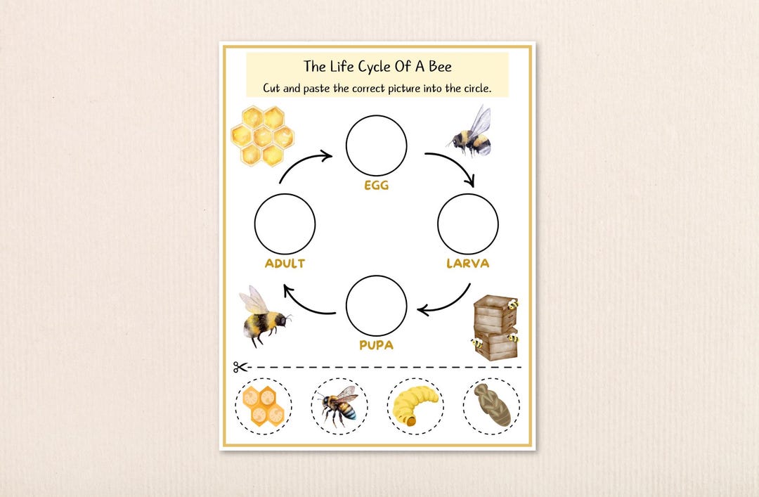 Bee Life Cycle Worksheet: Montessori Cut & Paste Activity (printable ...