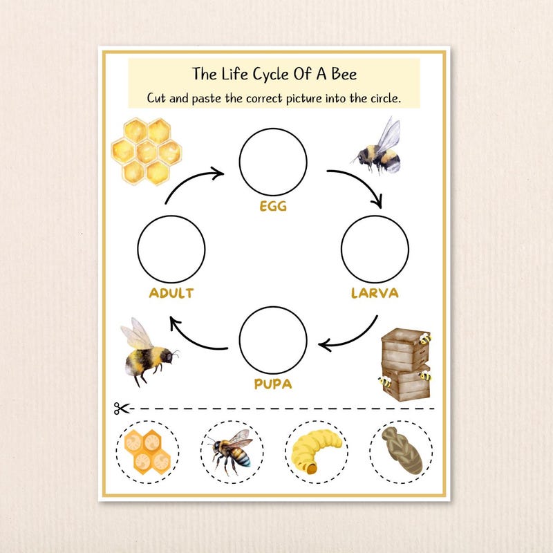 Life Cycle of a Honey Bee - Etsy